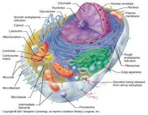 cell-structure-detailed - Organic Chemistry Made Easy by AceOrganicChem